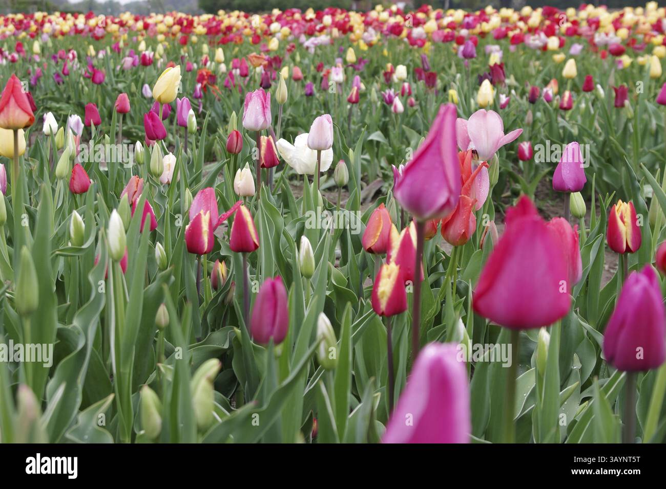 Tulips (Tulipa), Tulip bed, colourful, Cut flowers, Planting, A ...