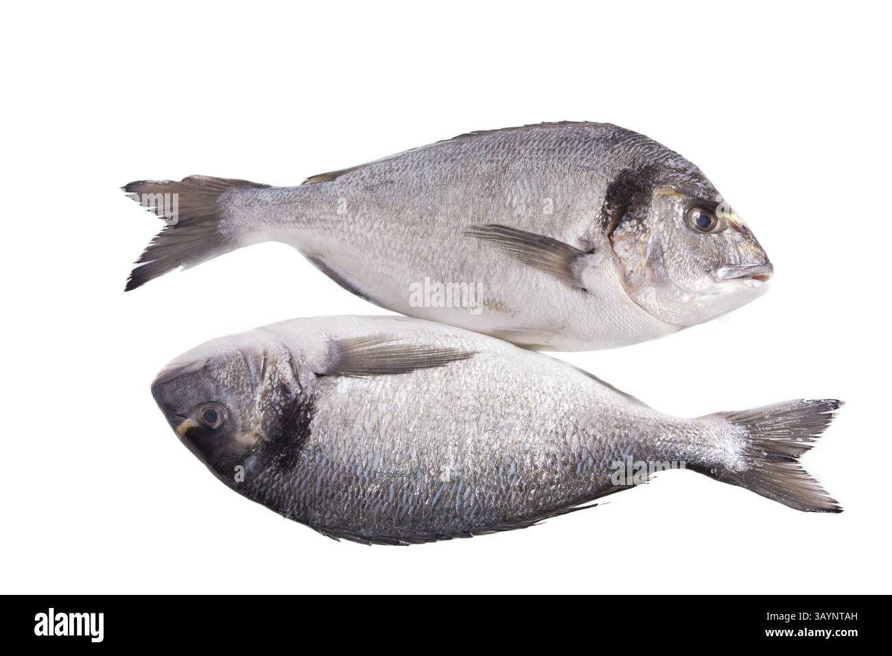 Two dorado fish isolated on white background Stock Photo - Alamy
