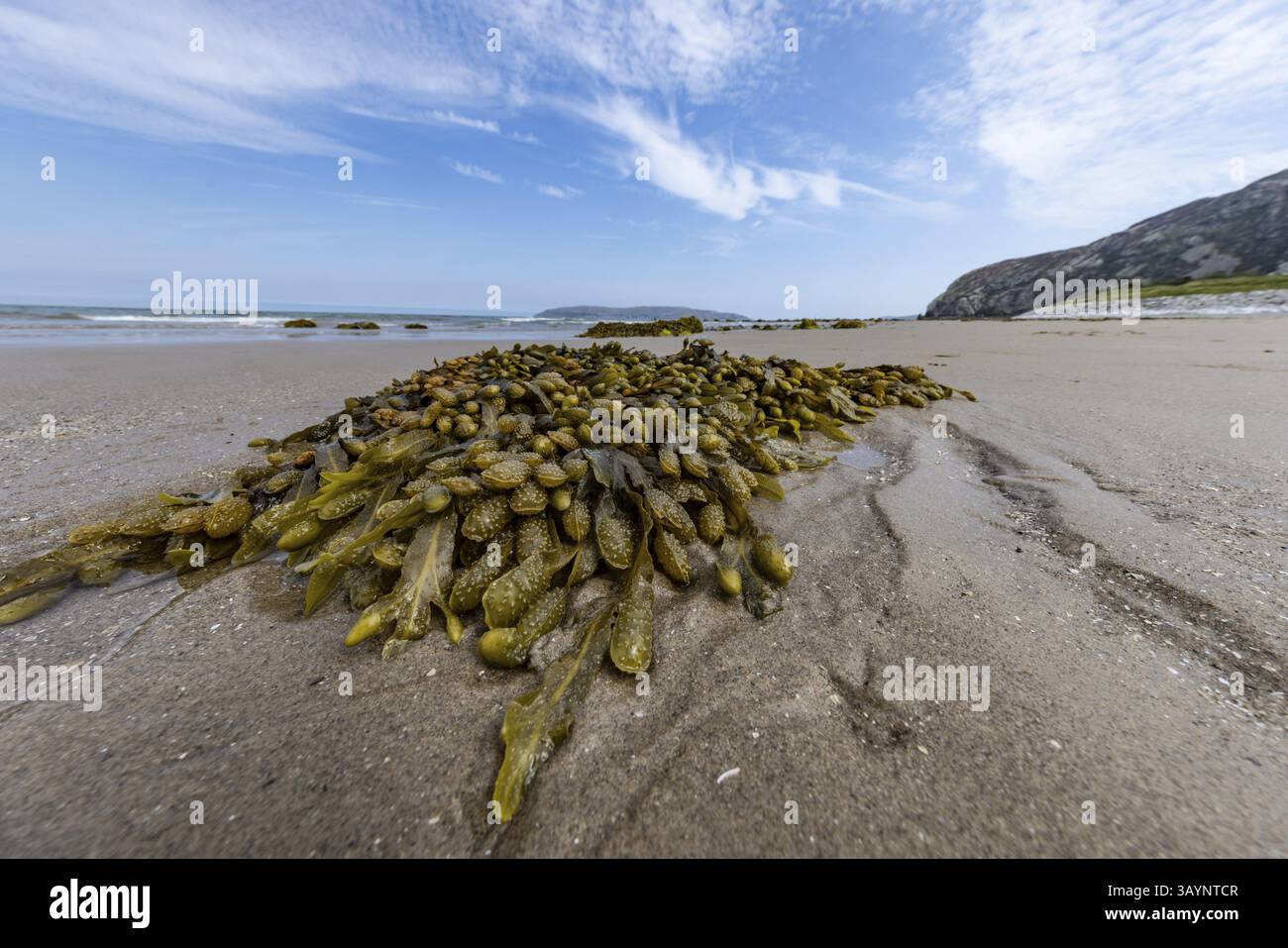 Rocks overgrown with seaweed and aquatic plants on the beach at the ...