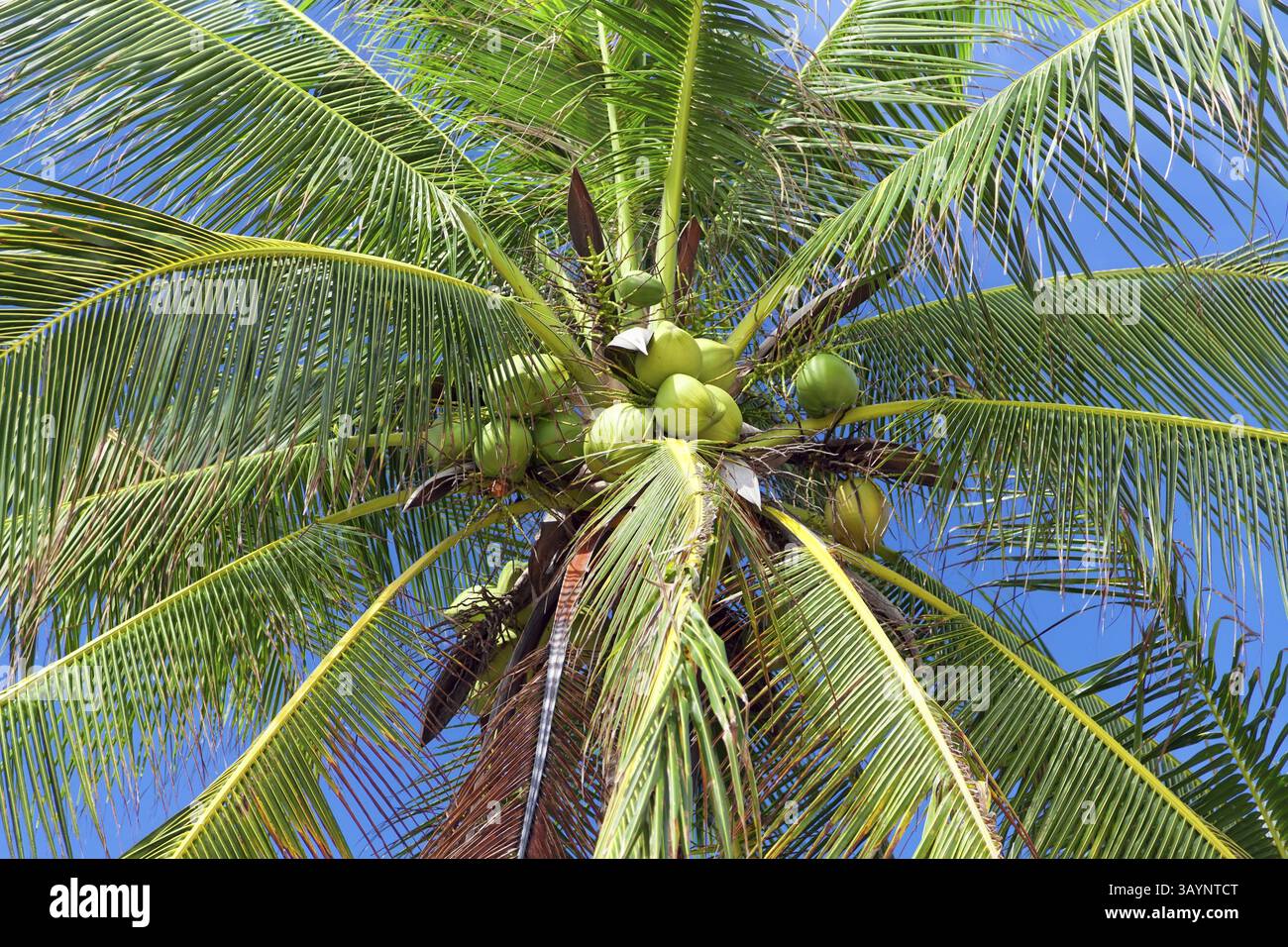 Detailed view coconut tree hi-res stock photography and images - Alamy