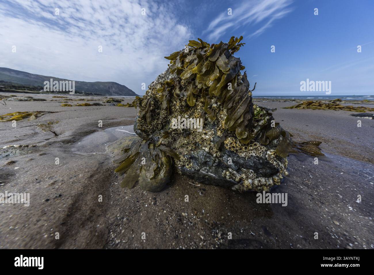 Rocks overgrown with seaweed and aquatic plants on the beach at the ...
