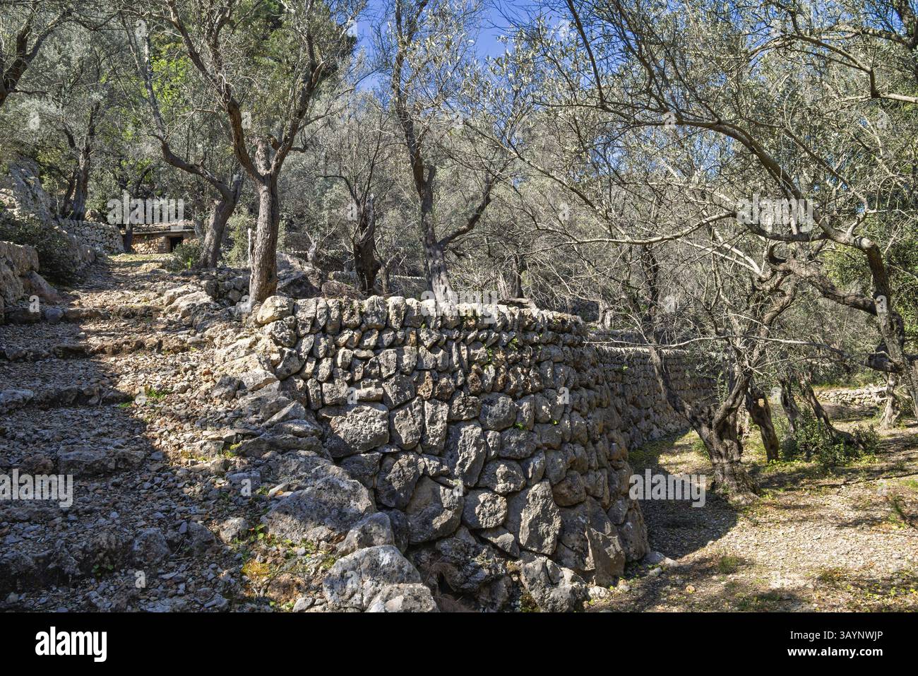 Path in an old cultural landscape with olive trees in a terraced ...
