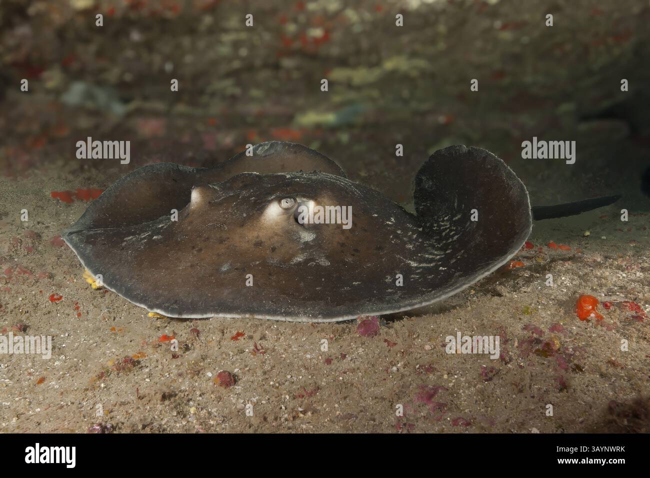 Taeniurops grabata hi-res stock photography and images - Alamy
