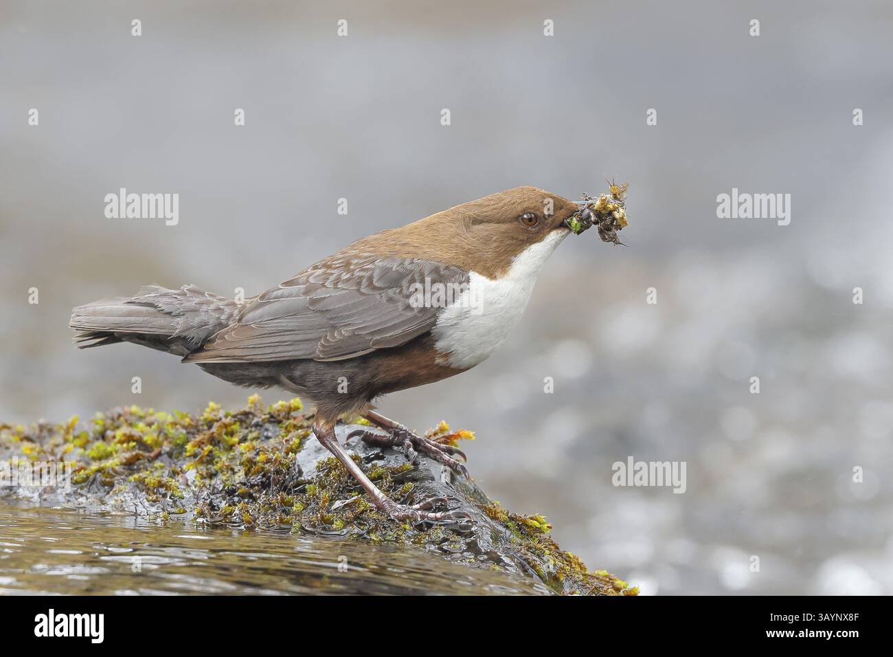 White-throated Dipper (Cinclus cinclus) on a mossy stone on the bank of ...