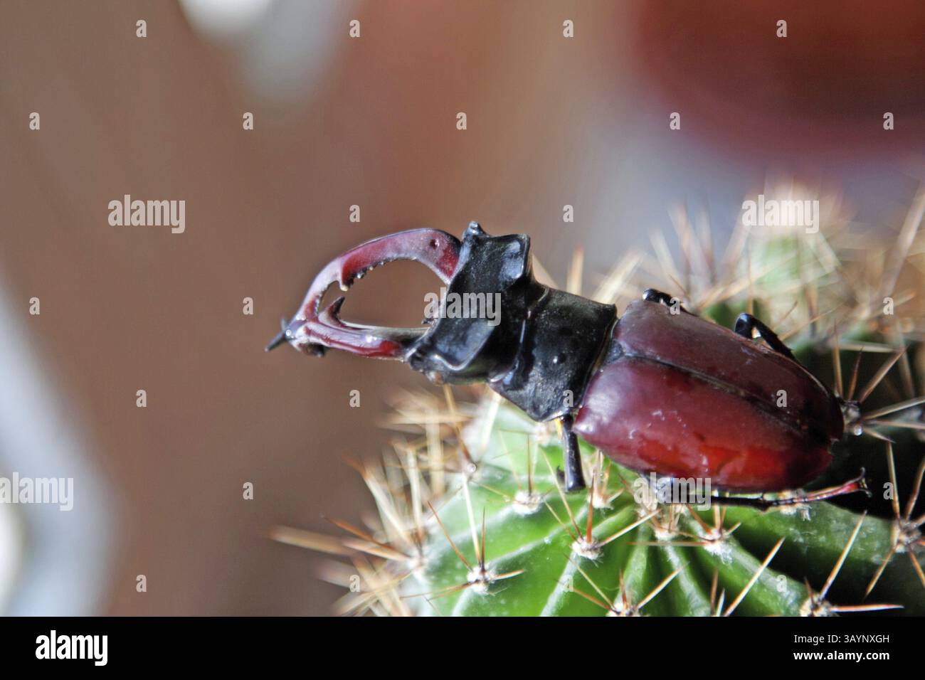 Cactus bugs hi-res stock photography and images - Alamy