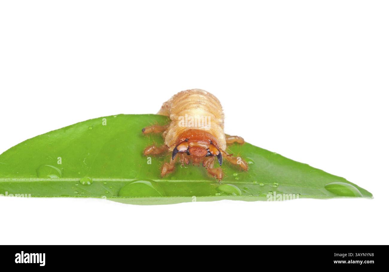 Colored larva on leaf hi-res stock photography and images - Alamy