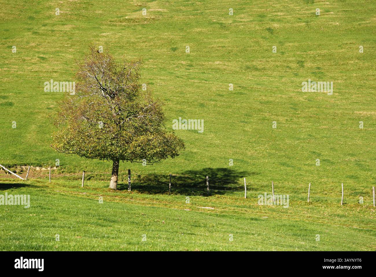 Lonely tree standing on hi-res stock photography and images - Alamy