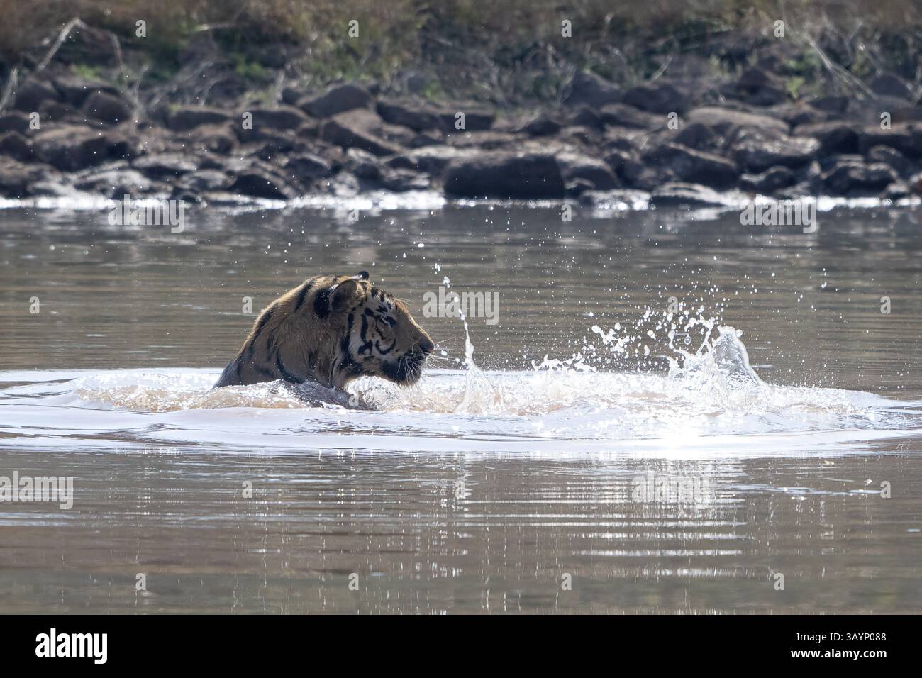 Tiger (Panthera tigris), Bengal tiger or Indian tiger, big cat ...