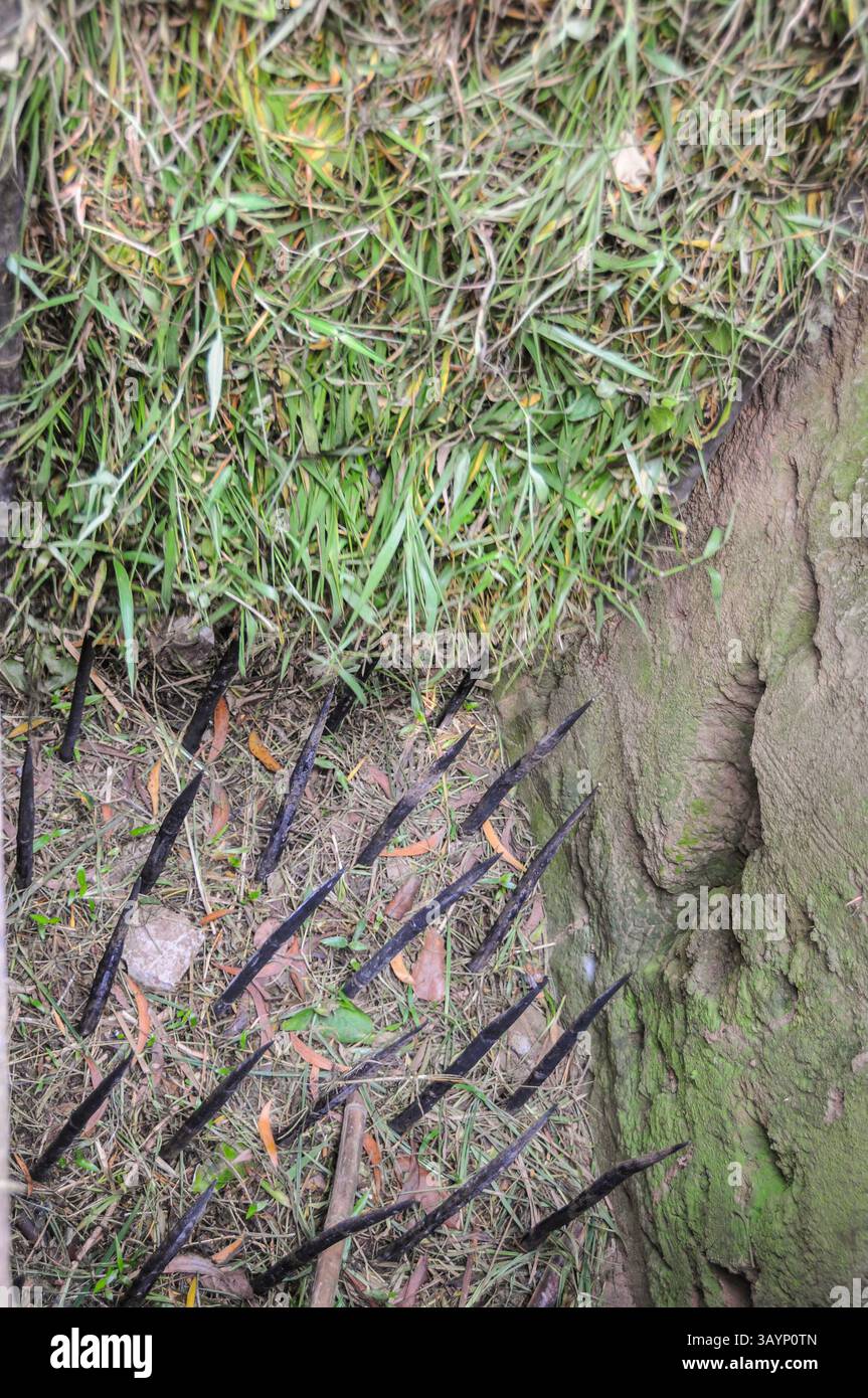 Example of a lethal booby trap laid by Viet Cong in the Cu Chi Tunnels ...