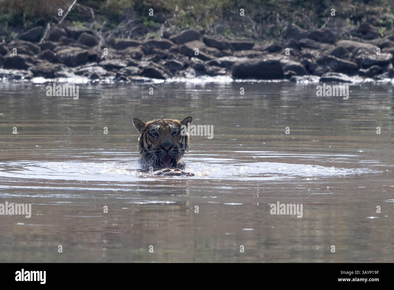 Tiger (Panthera tigris), Bengal tiger or Indian tiger, big cat ...