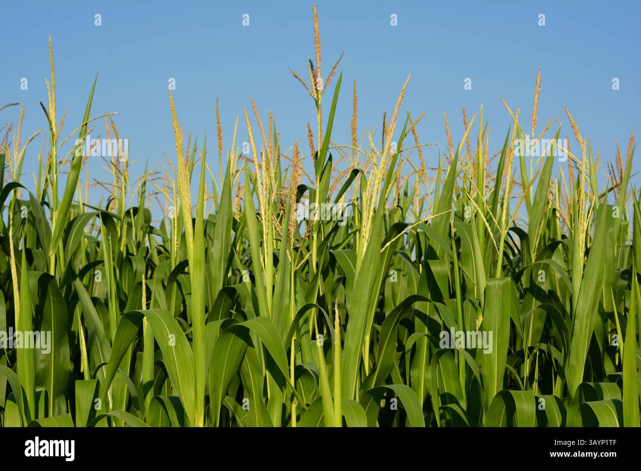Corn Pollination. Tassels beginning to emerge from whorl with anthers ...