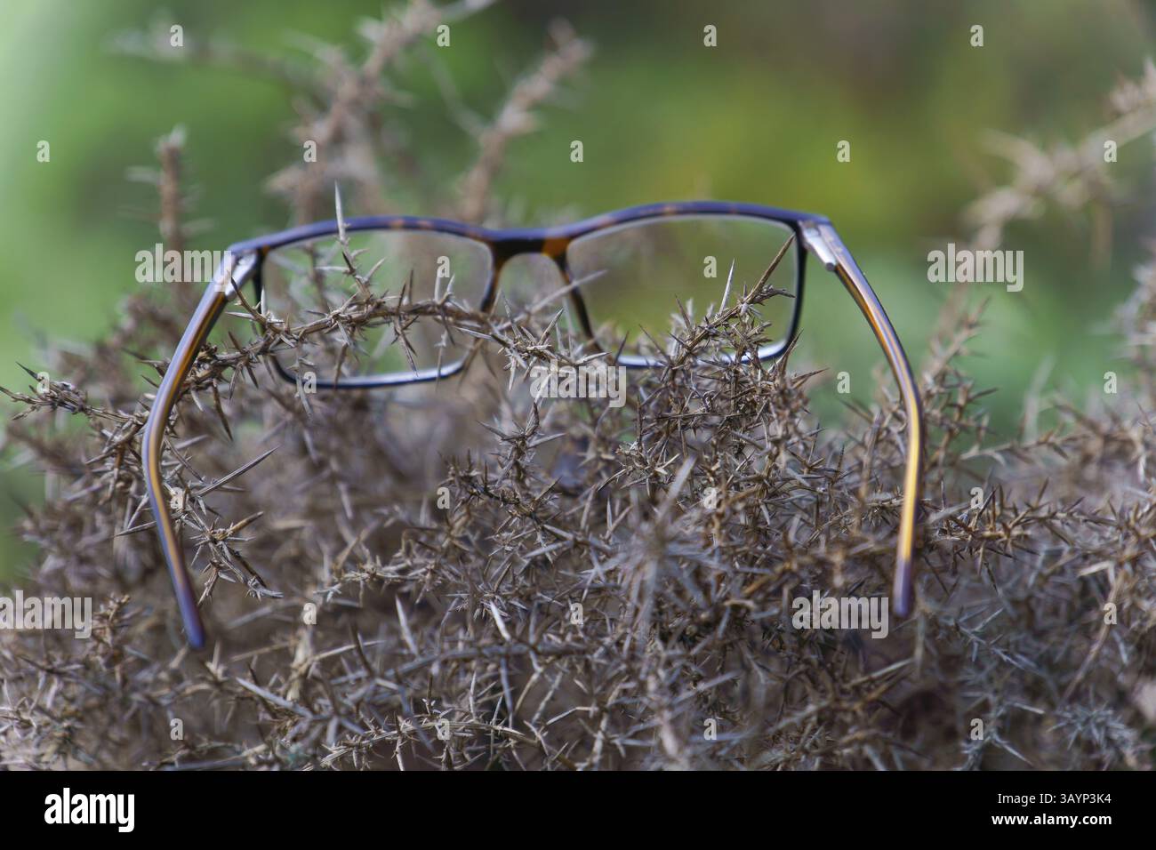 Eyeglasses with brown frames lying on a thorny bush outdoors Stock ...