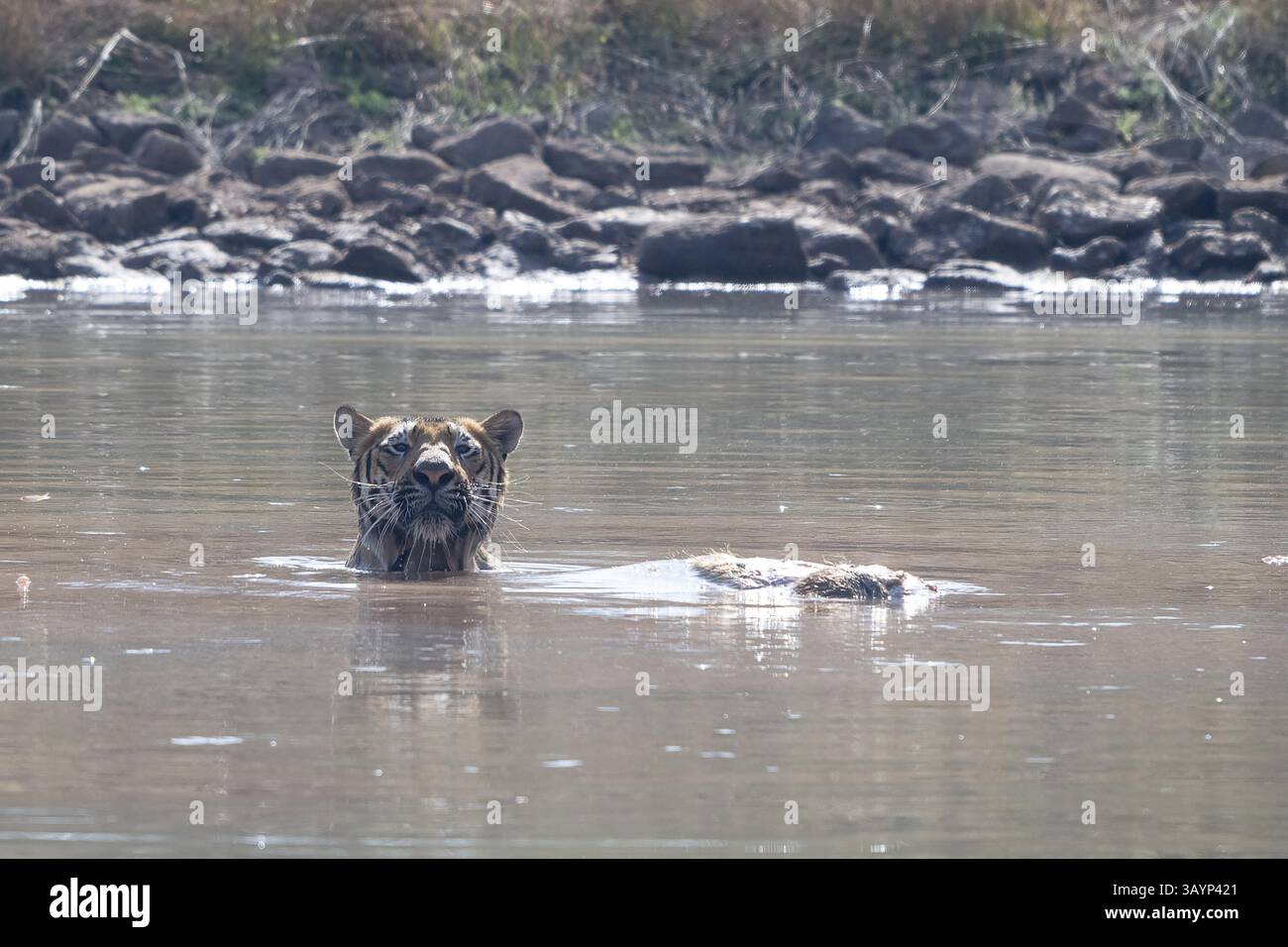 Tiger (Panthera tigris), Bengal tiger or Indian tiger, big cat ...
