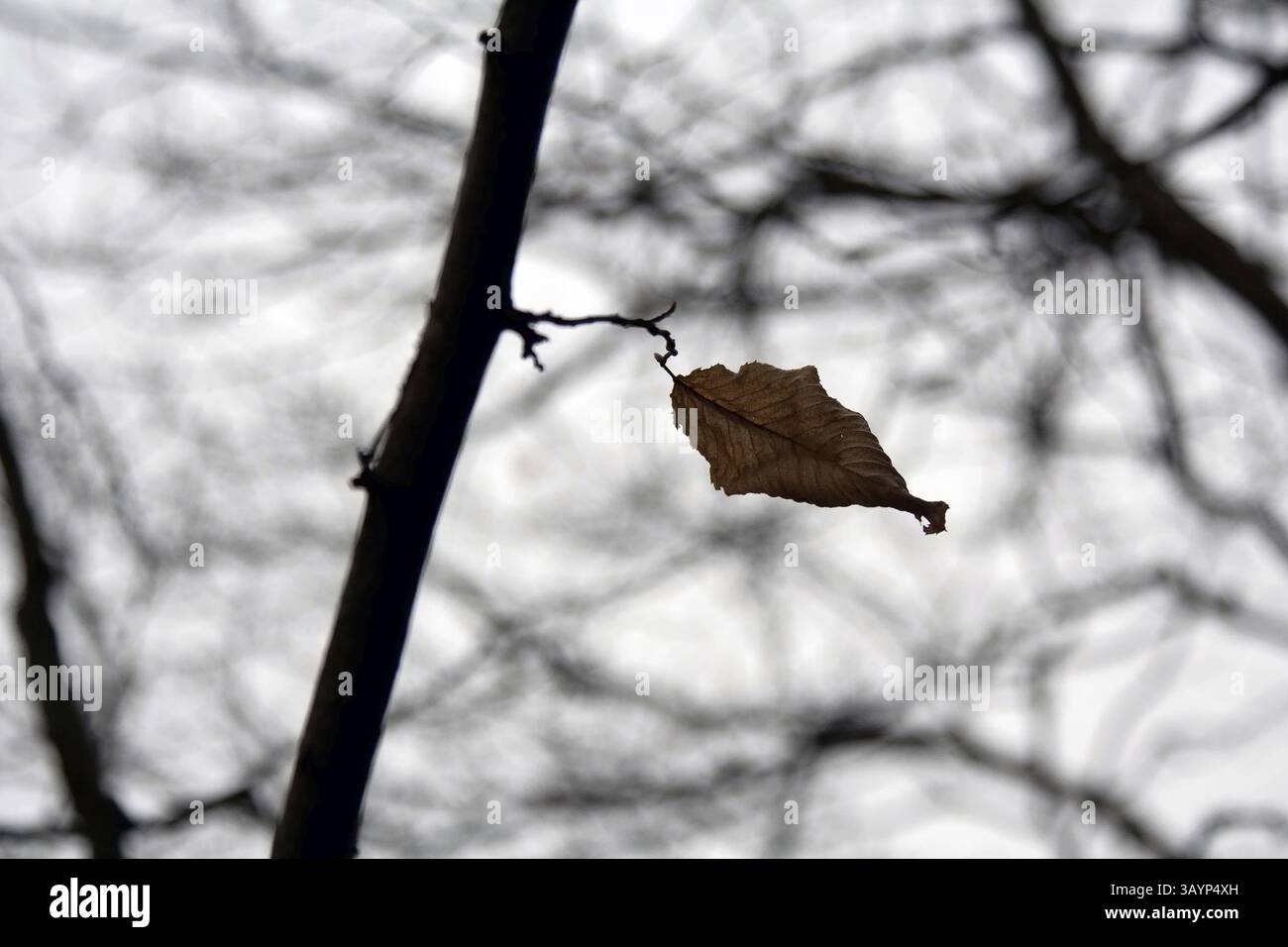Plant leaves trembling in wind hi-res stock photography and images - Alamy