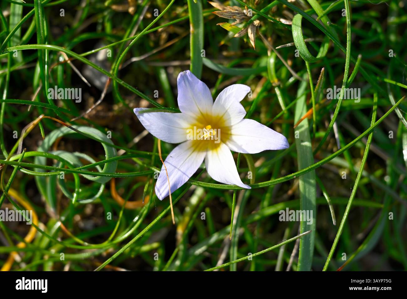 Pale blue spring flowers of Romulea bulbocodium / Crocus-leaved Romulea ...