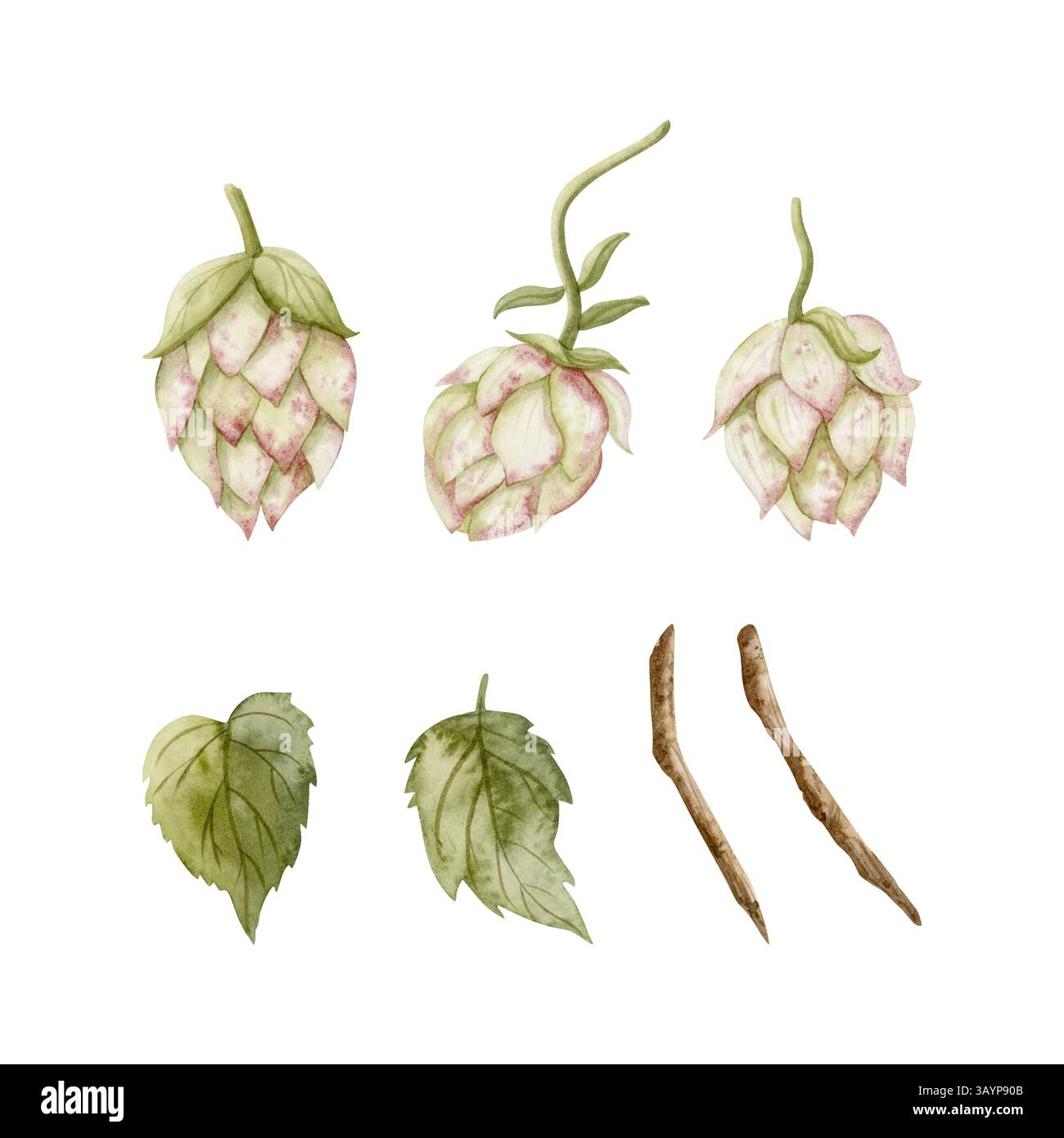Hop botanical illustration hi-res stock photography and images - Alamy