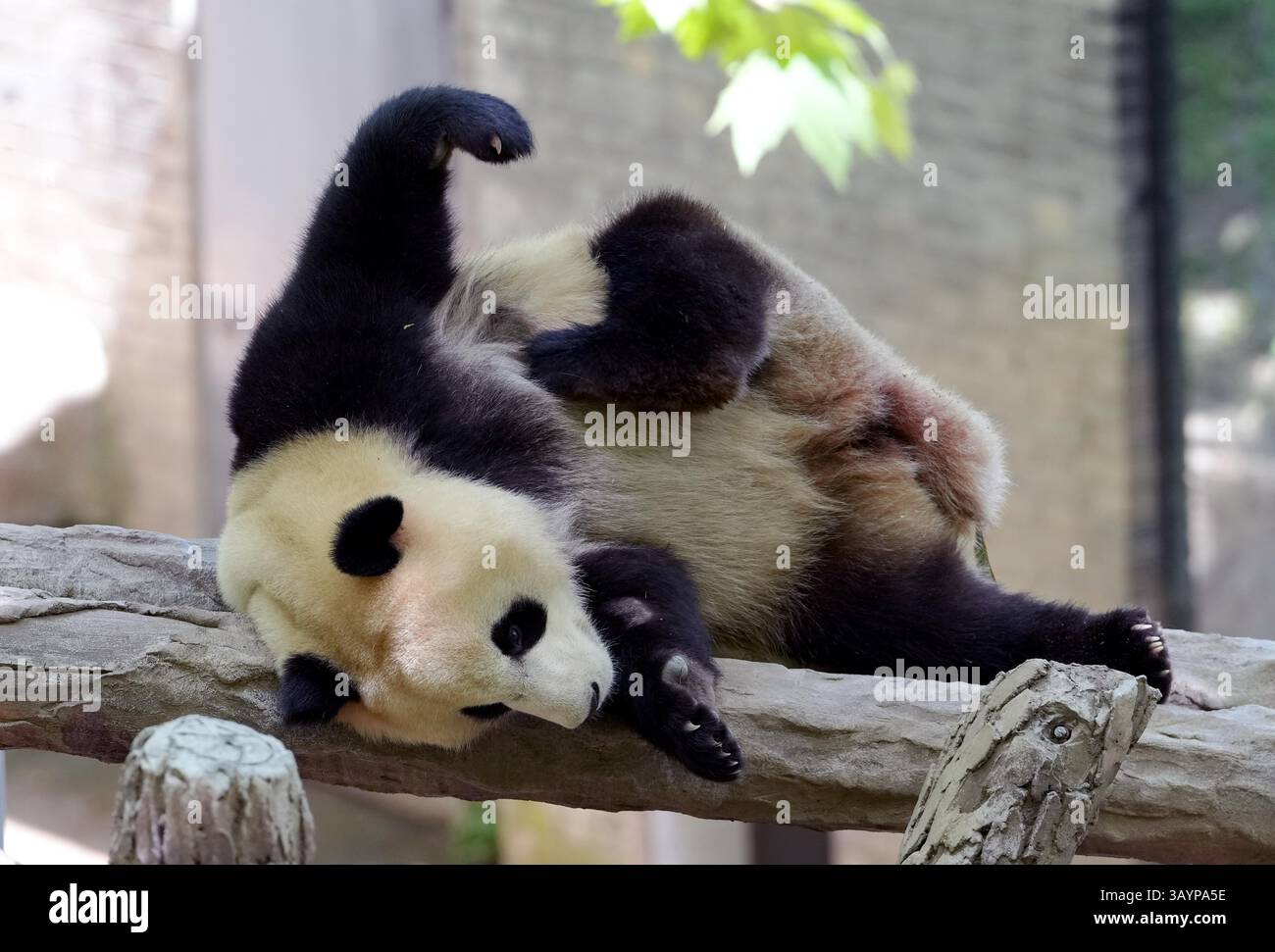 **CHINESE MAINLAND, HONG KONG, MACAU AND TAIWAN OUT** Cute giant pandas ...