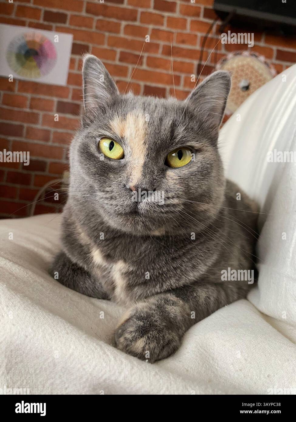 photo of my cat Sonya Stock Photo - Alamy