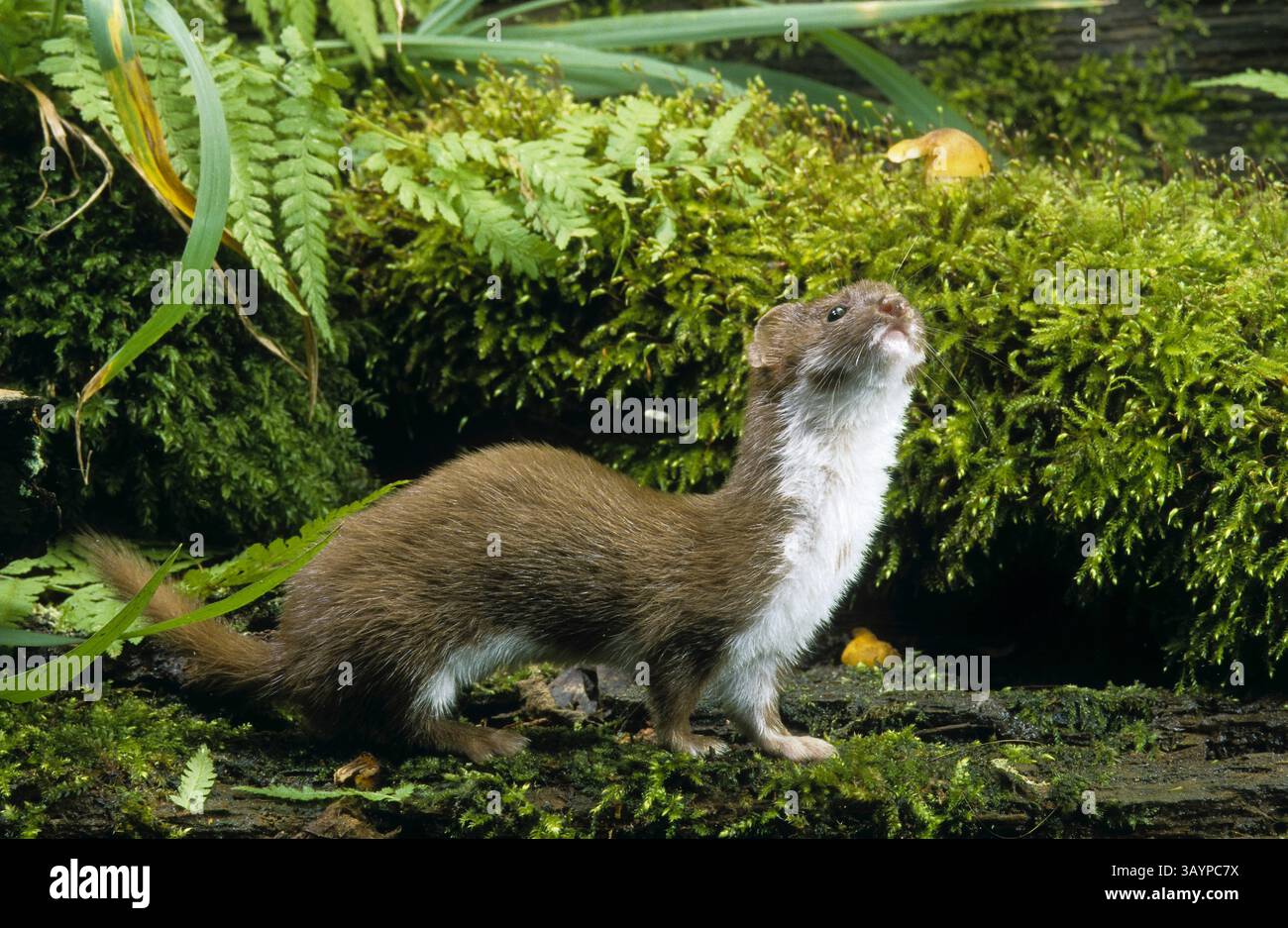 Mauswiesel, Maus-Wiesel, Kleines Wiesel, Marder, Mustela nivalis, least ...