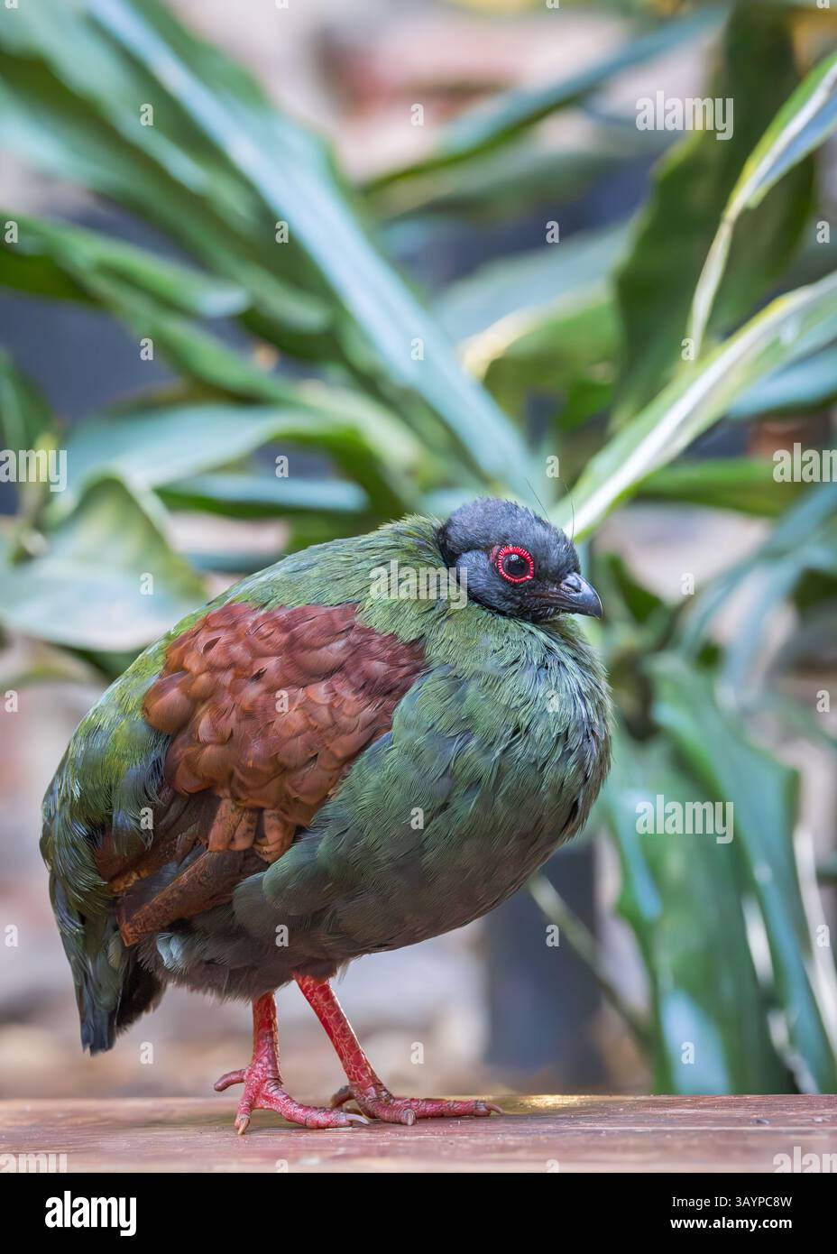 Crested Wood Partridge [ Rollulus rouloul ] Female bird in captive ...