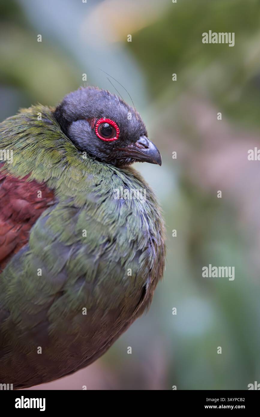 Crested Wood Partridge [ Rollulus rouloul ] Female bird in captive ...