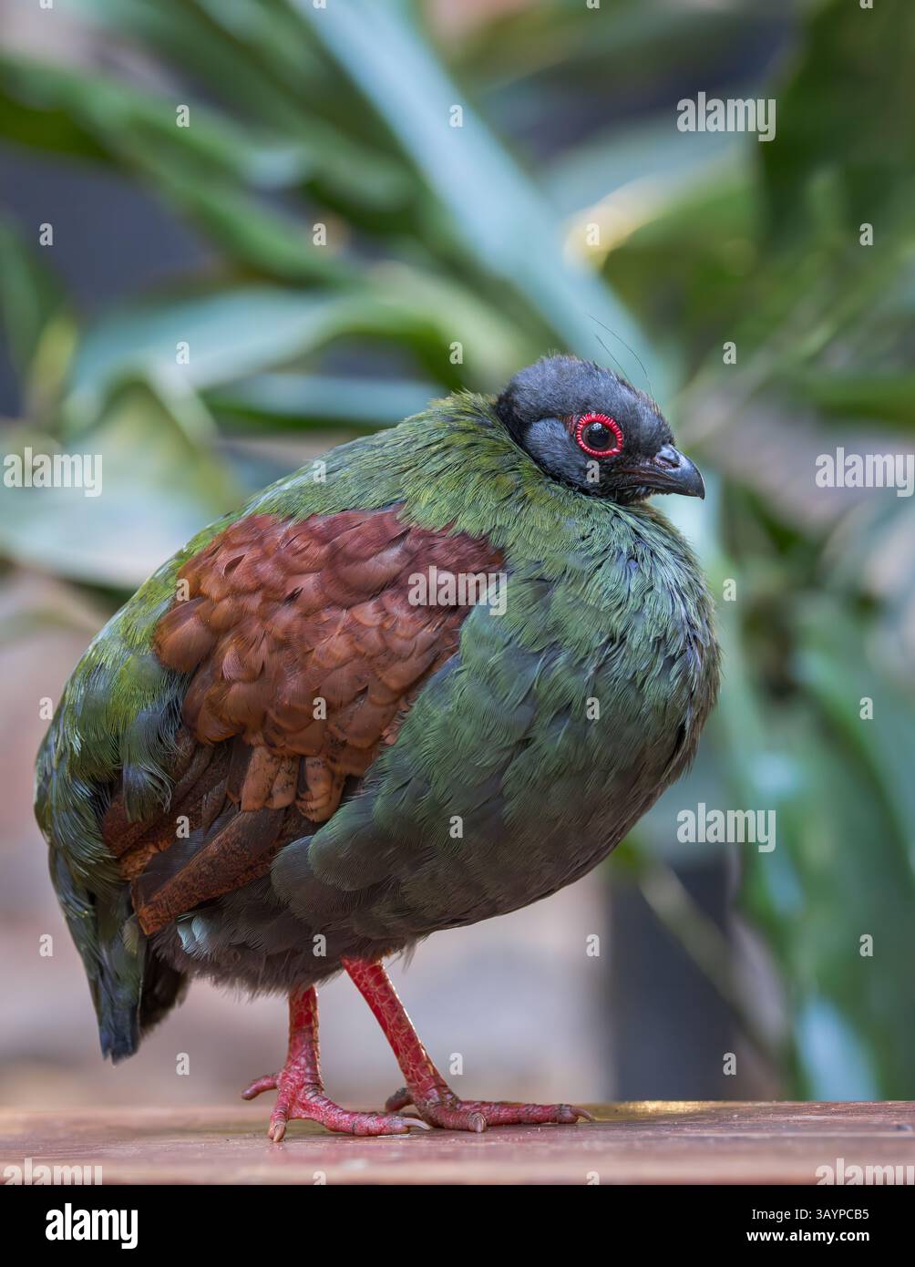 Crested Wood Partridge [ Rollulus rouloul ] Female bird in captive ...