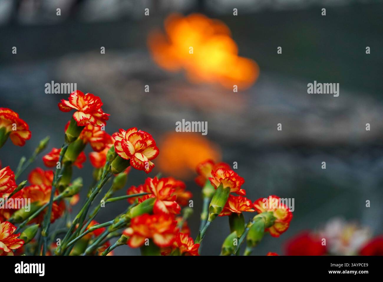 Flowers on the background of eternal flame. Memorial Day, May 9th Stock ...