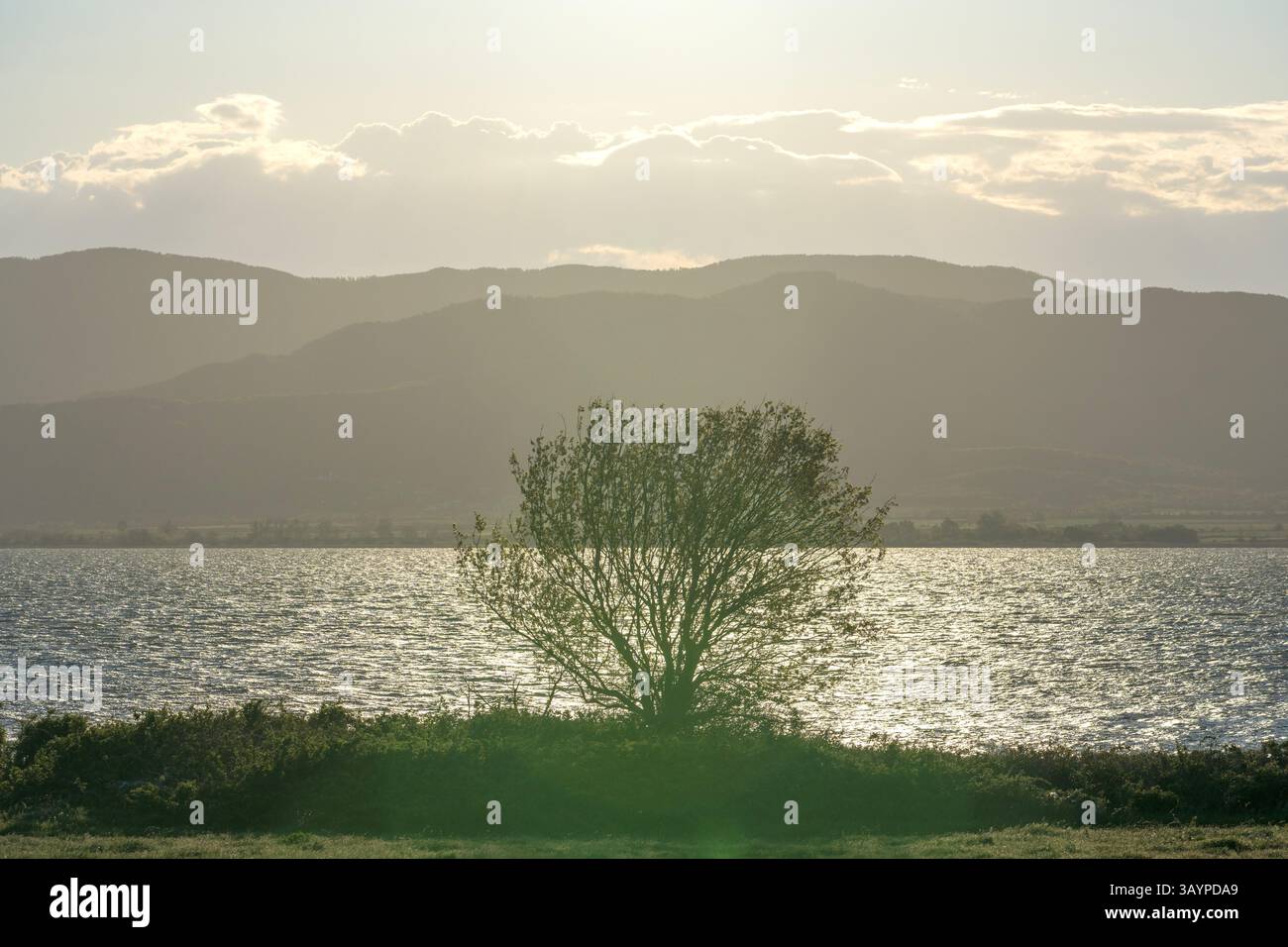 Misty golden backlight hi-res stock photography and images - Alamy