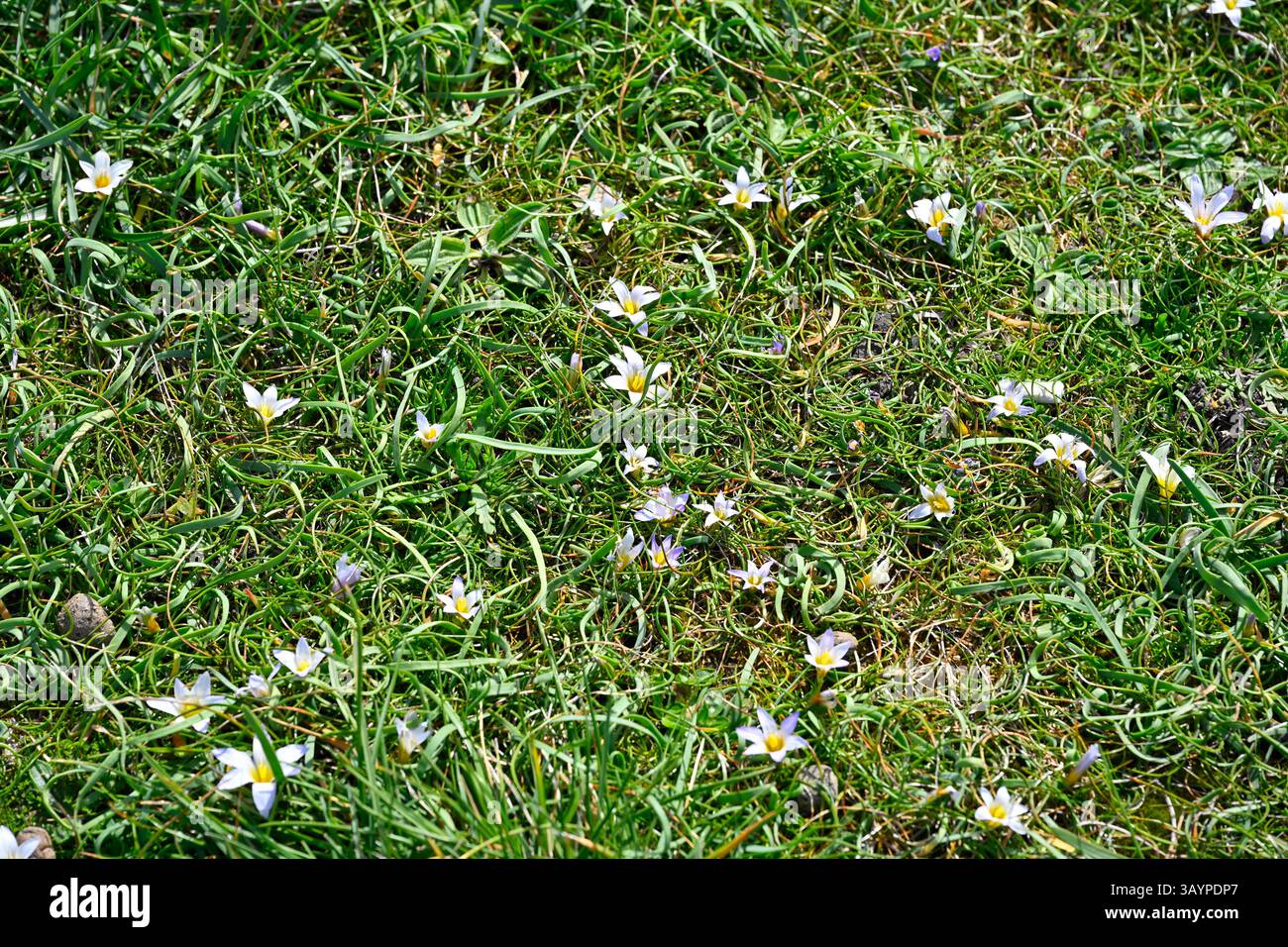 Pale blue spring flowers of Romulea bulbocodium / Crocus-leaved Romulea ...