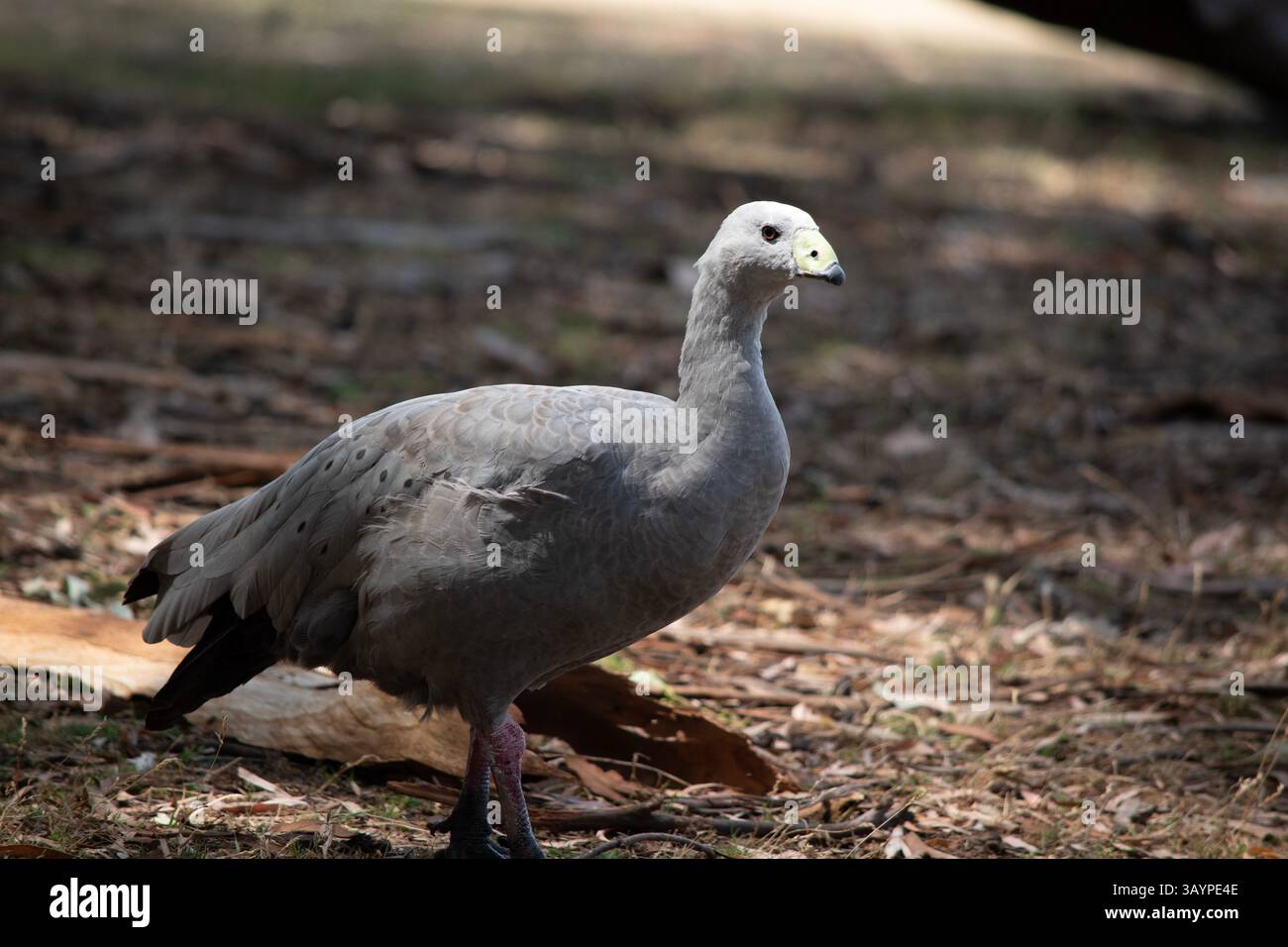 The Cape Barren Goose is a very large, pale grey goose with a relatively small head. It has rows ...