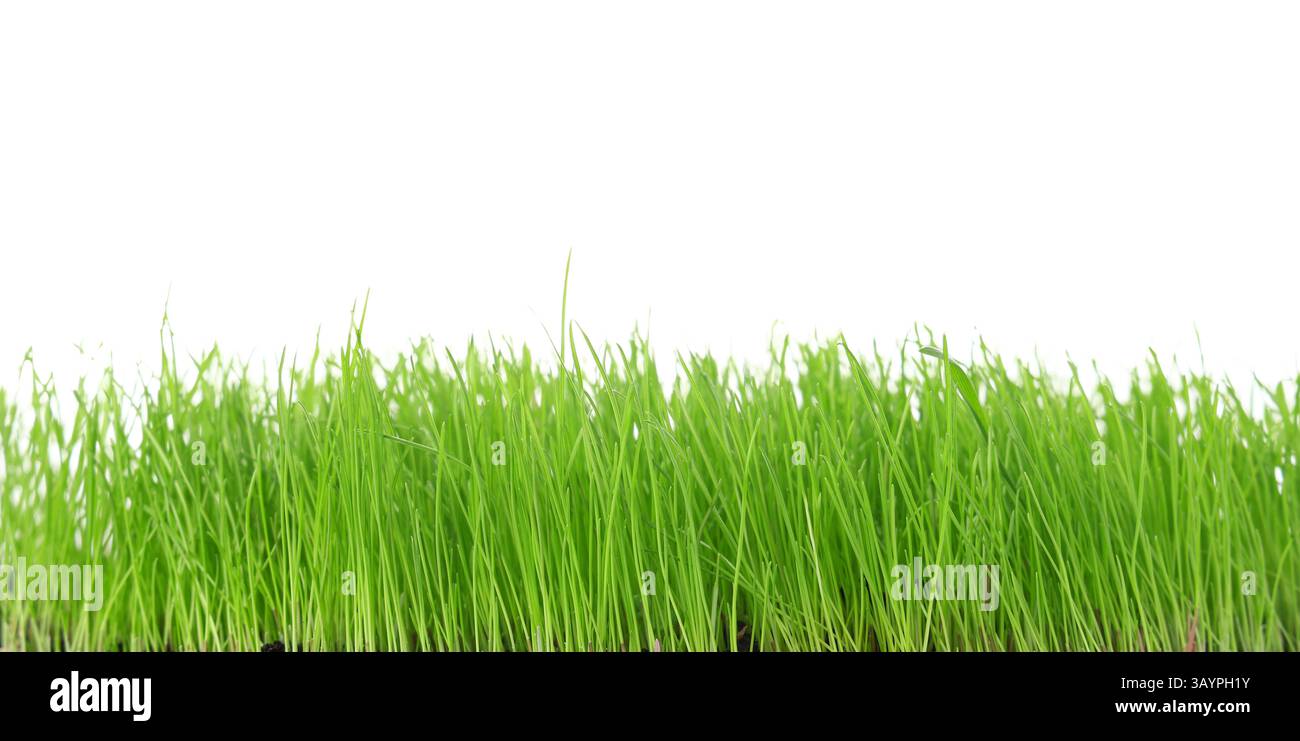 Green fresh wheatgrass on white background Stock Photo - Alamy