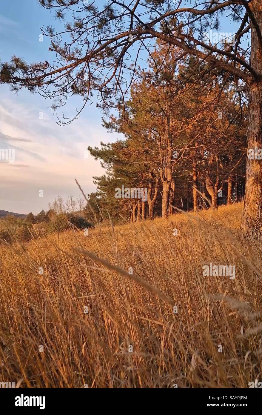 Beautiful scene in the pine forest with dry golden grass swaying in the ...