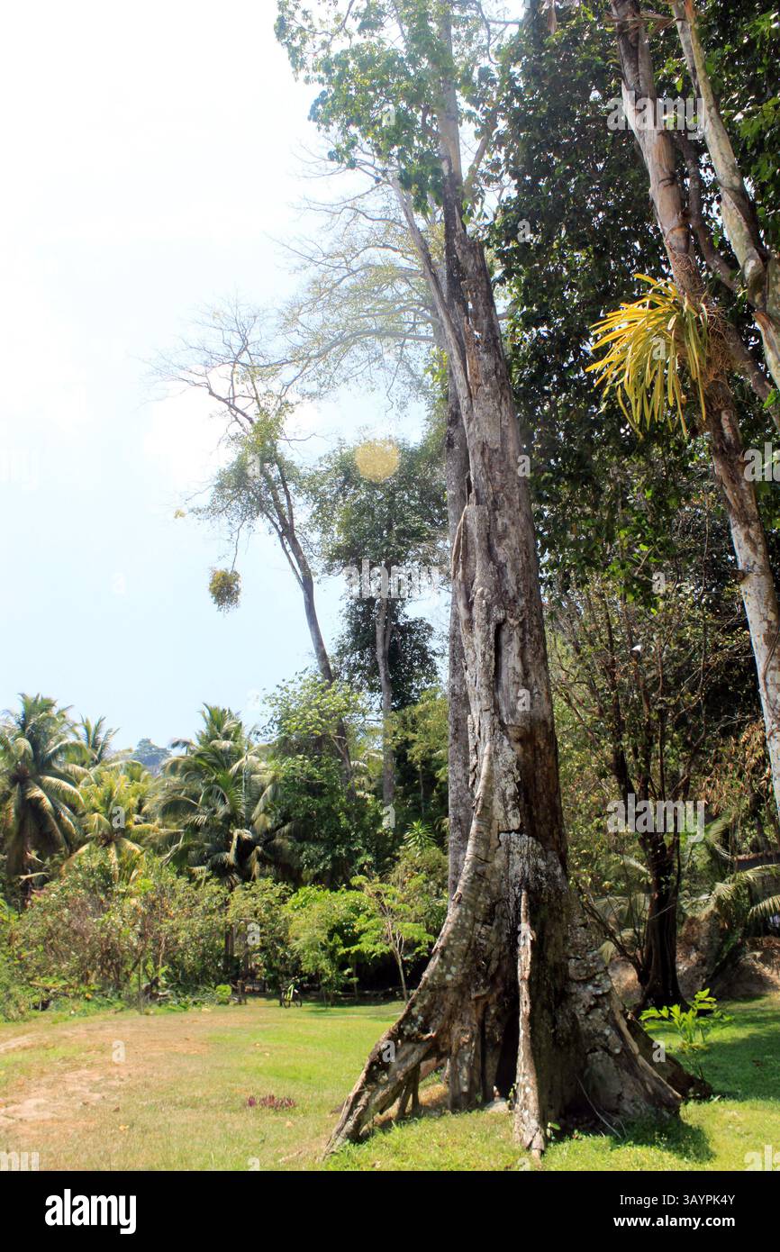 A majestic tall tree rising from the heart of a tropical forest ...