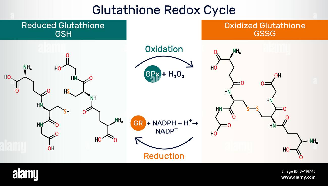 Glutathione redox cycle infographic with chemical structures of ...