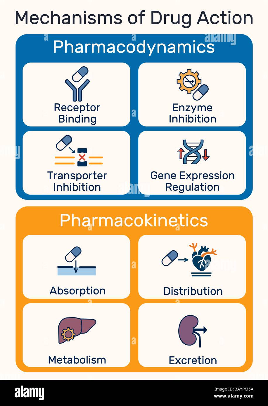 Mechanisms of drug action infographic. Pharmacodynamics and ...