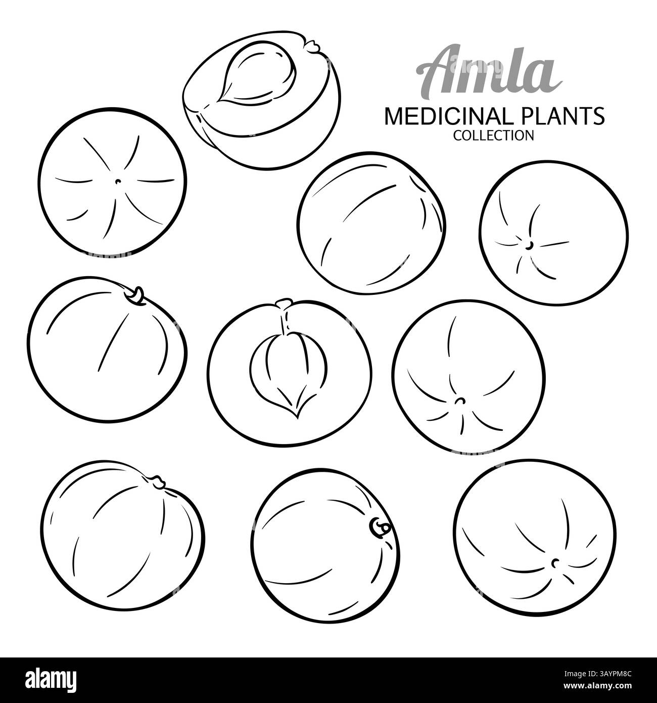 Amla Fruits Set Outline Illustration Stock Vector Image & Art - Alamy