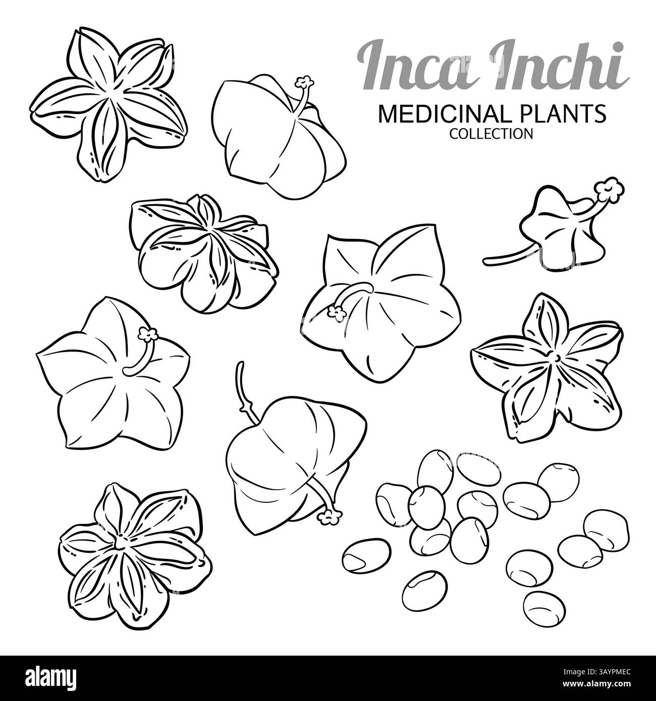 Inca Inchi Fruits and Seeds Outline Illustration Stock Vector Image ...