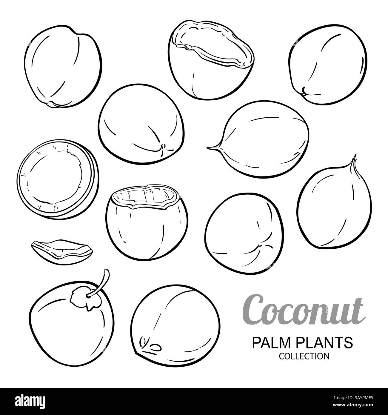 Set shell Black and White Stock Photos & Images - Alamy