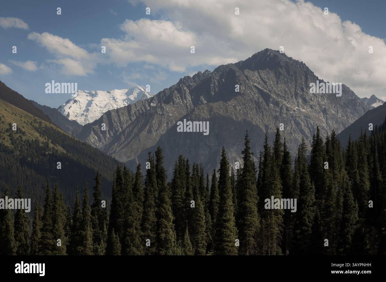Scenic view of pine forest rugged mountains and magnificent snow peaks ...