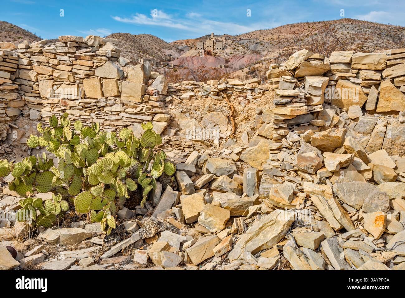 Prickly pear cactus at rock house ruins, near Mariscal Mine, operating ...