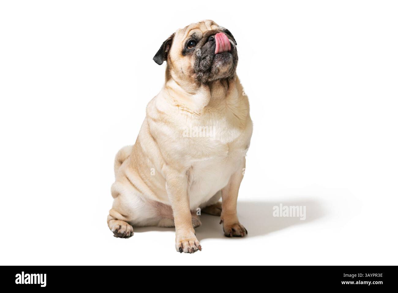 Studio color background concept funny hi-res stock photography and ...