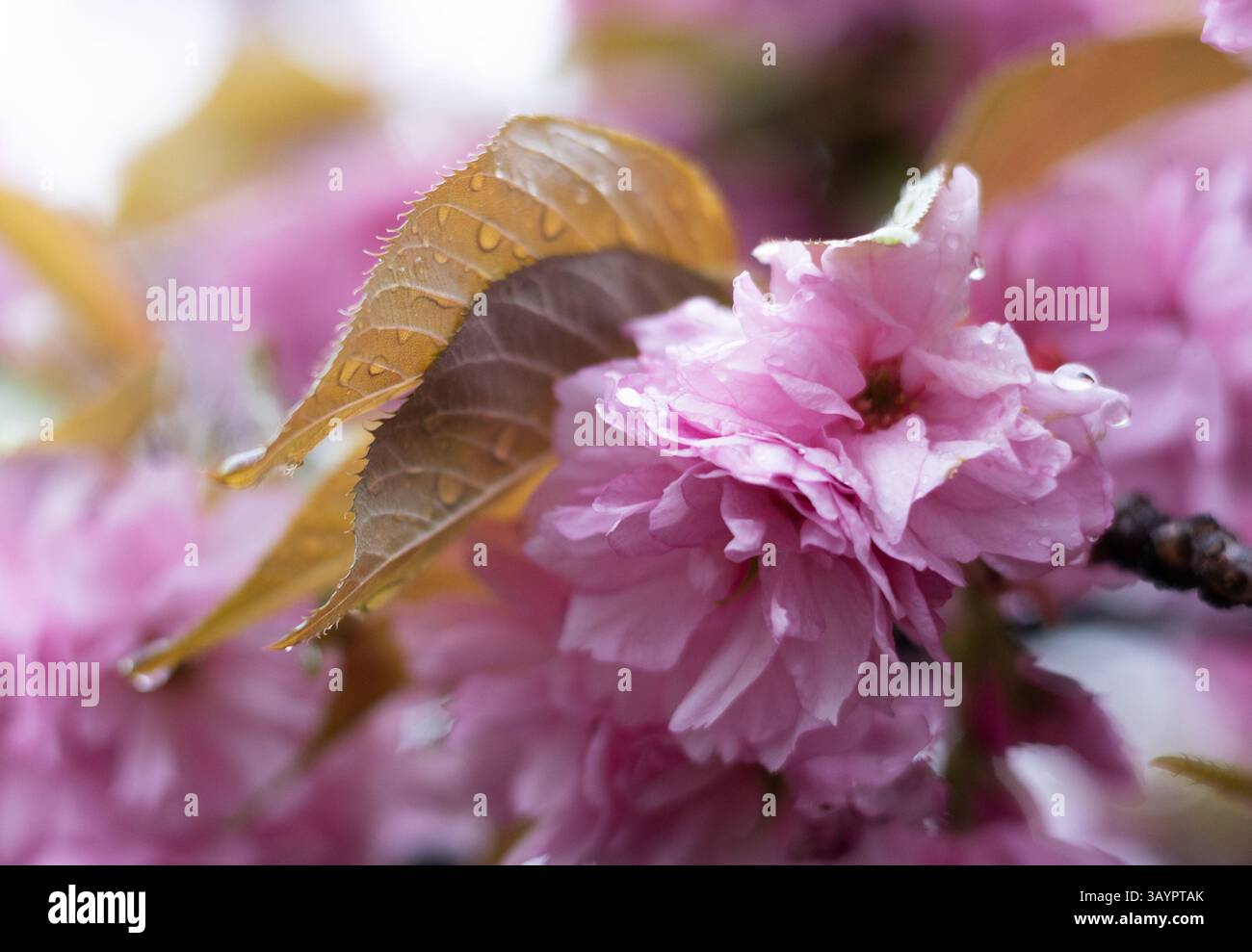 Blooming cherry branch in rain hi-res stock photography and images - Alamy
