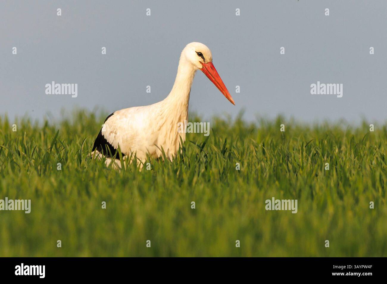 21.04.2025: Storch / Störche suchen Futter / Nahrung auf einer Wiese in ...