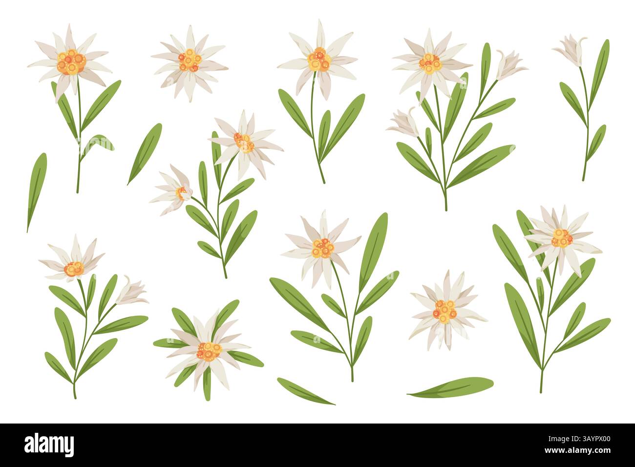 Plants alpine plants Stock Vector Images - Alamy