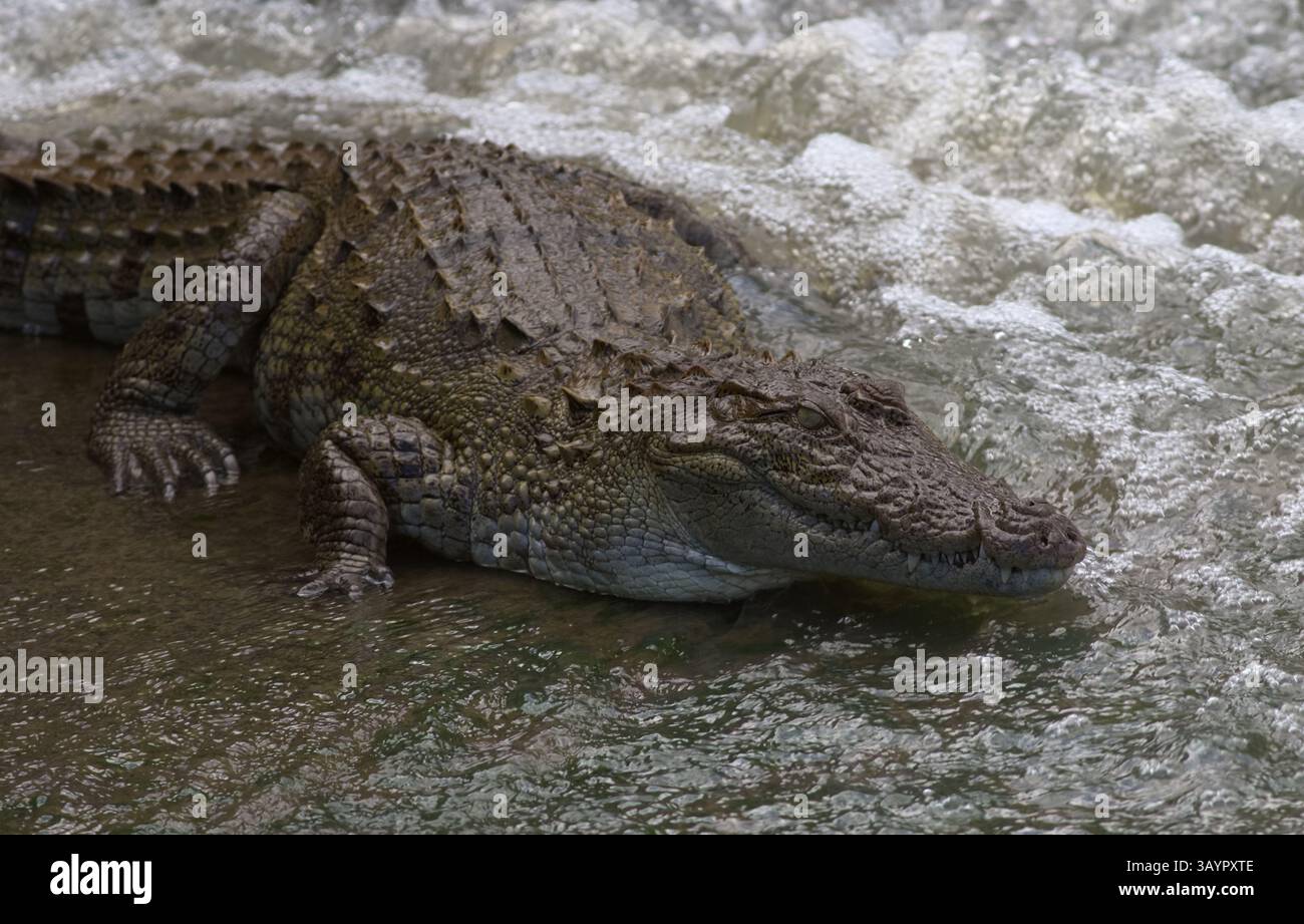 Alligator Stalking Prey