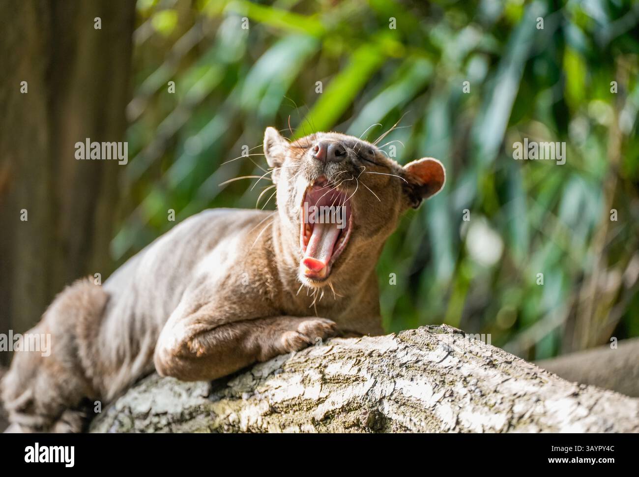 Portrait of a fossa. Animal close-up against a green background Stock ...