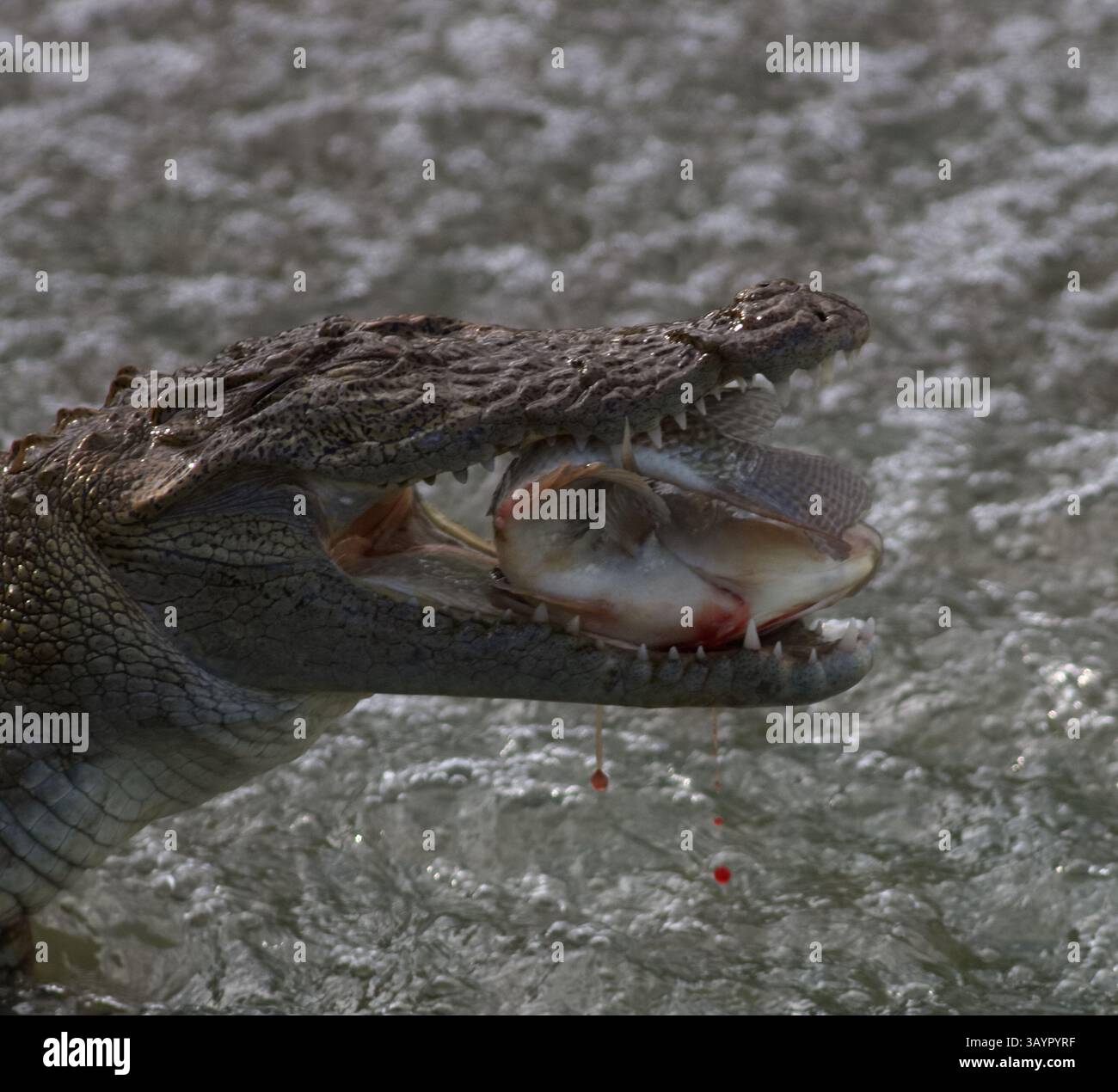 Crocodile feeding and eating fish in the water, mugger crocodile from ...
