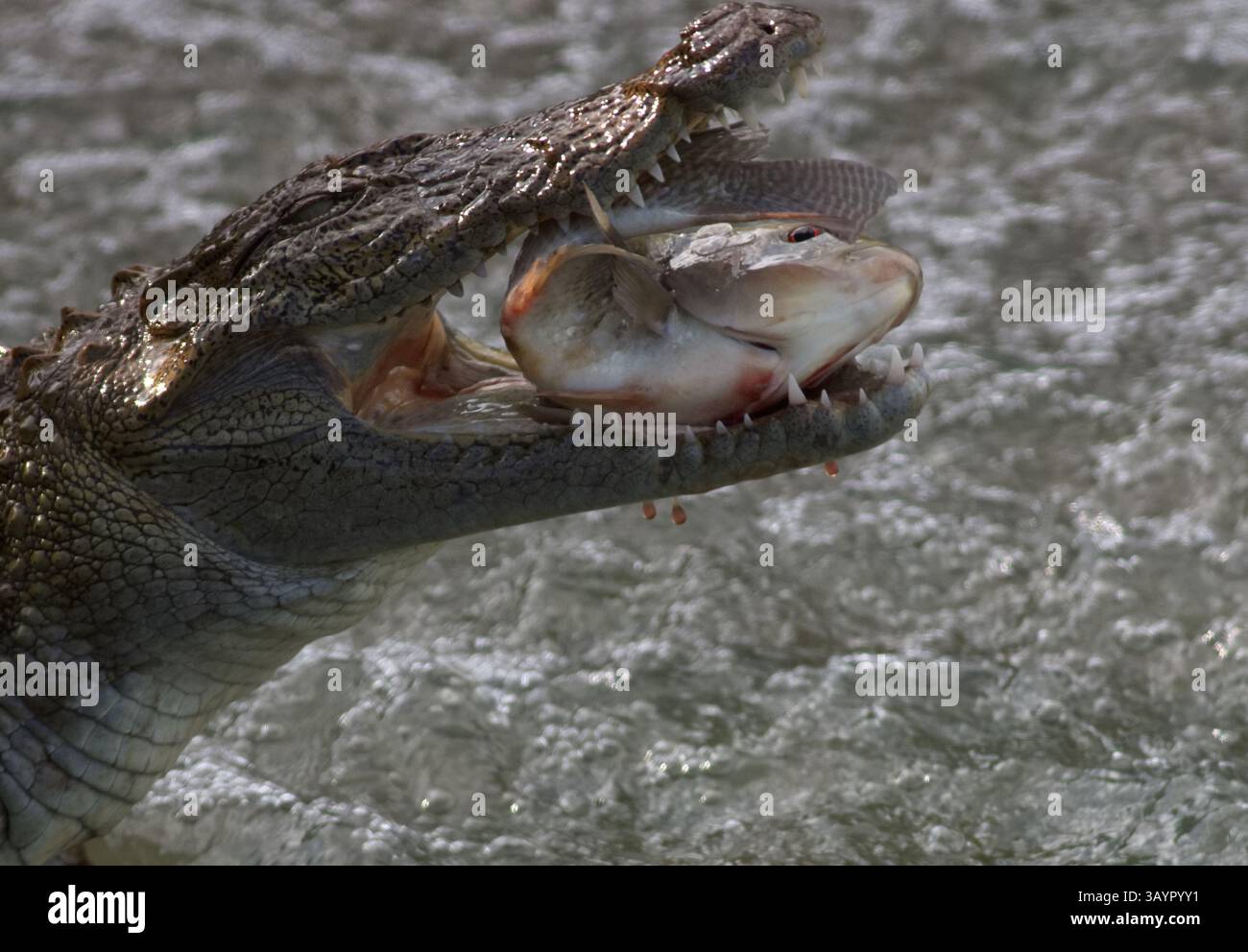 Crocodile feeding and eating fish in the water, mugger crocodile from ...