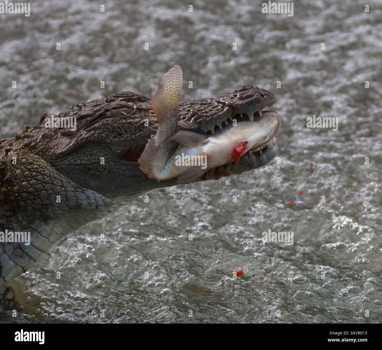 Crocodile feeding and eating fish in the water, mugger crocodile from ...