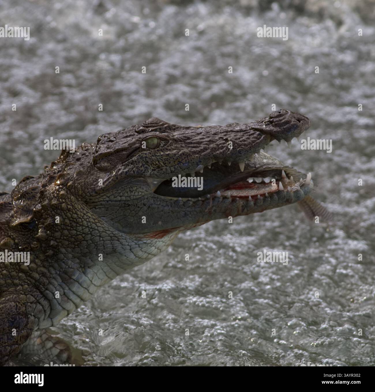 Crocodile feeding and eating fish in the water, mugger crocodile from ...